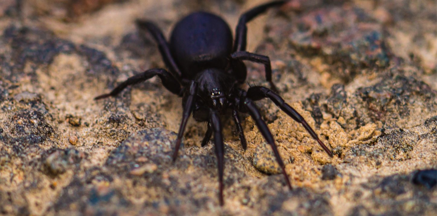 Funnel web spider venom inspires new research | Health Services Daily