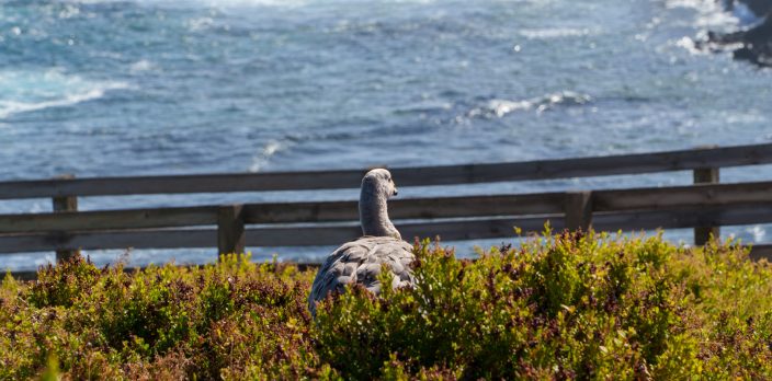 Victoria rolls out AI guardrails for public hospitals | Health Services ...